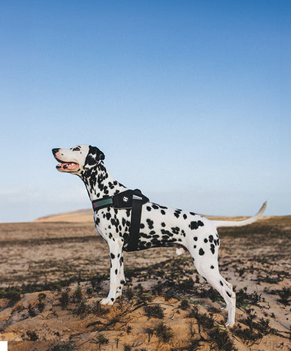 Galaxy FlyHarness – Lightweight, Breathable Adventure Dog Harness – Zee.Dog