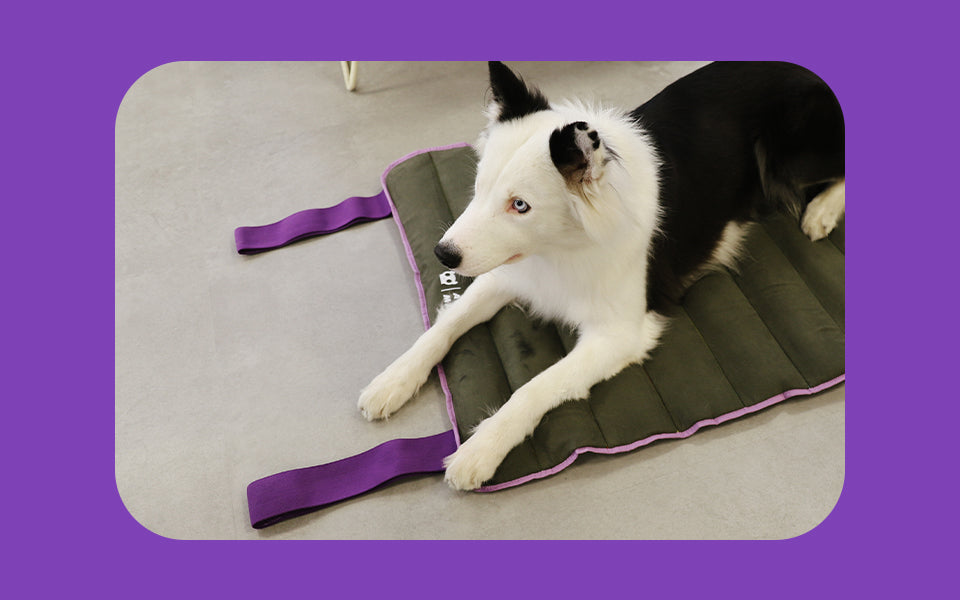 Air.Mat – Outdoor Pet Travel Mat with Soft Top & Waterproof Base – Zee.Dog