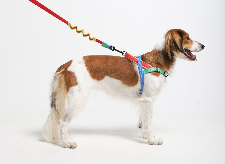 Zee.Dog SofterWalk No-Pull Dog Harness – Mellow