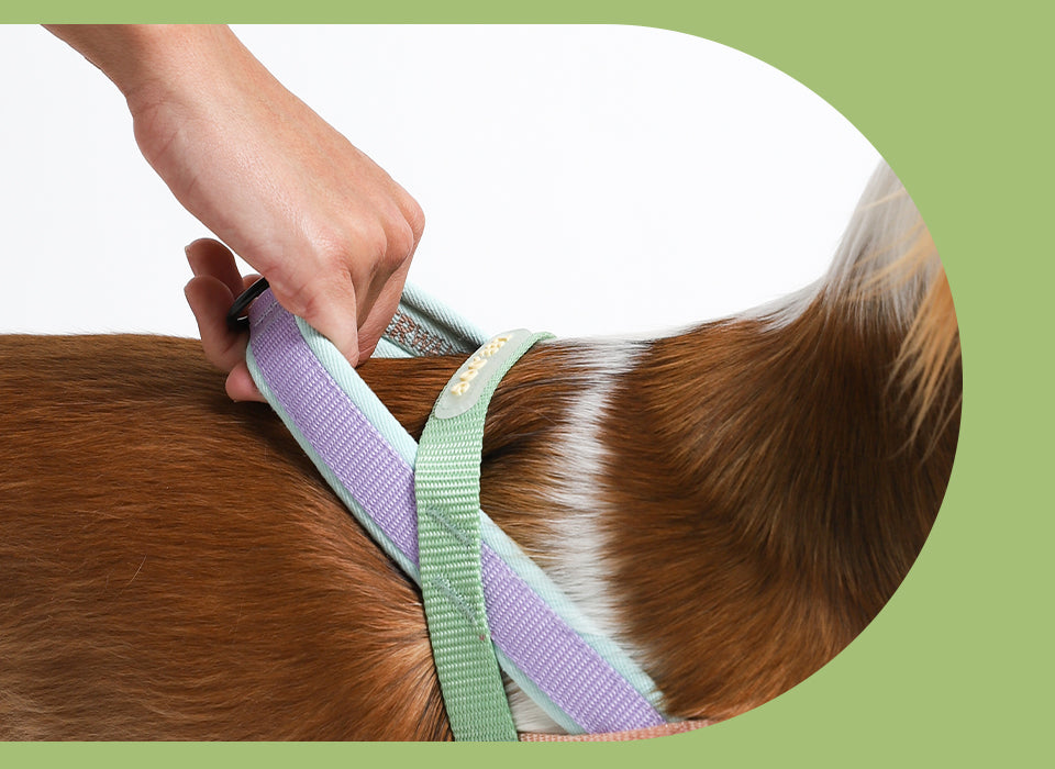 Zee.Dog SofterWalk No-Pull Dog Harness – Peach