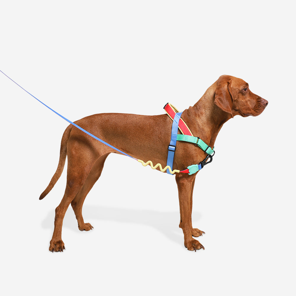 Mellow | SofterWalk Harness – Zee.Dog
