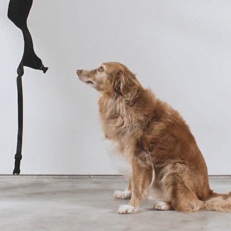 Lisa Simpson | Air Mesh Harness – Zee.Dog